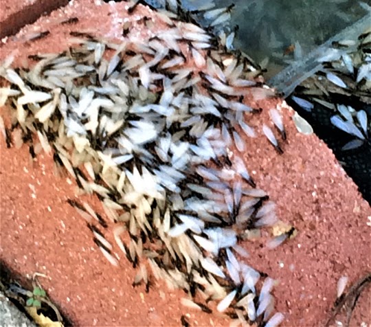 Daves Bug Pro – Residential and Commercial pest control services for ...