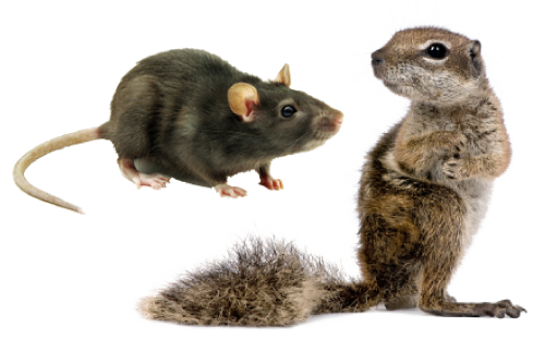 Daves Bug Pro – Residential and Commercial pest control services for ...